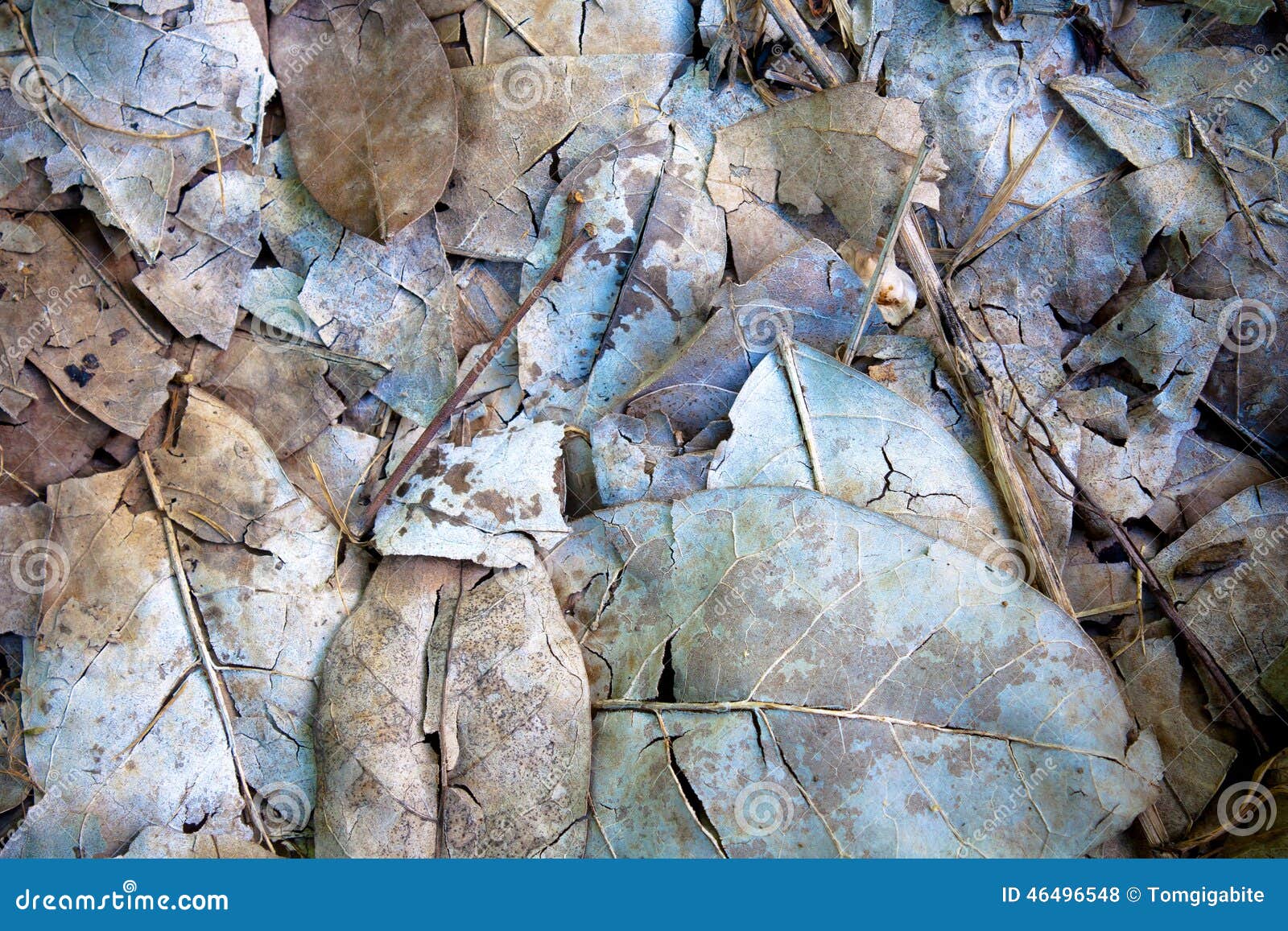 Dead leaves and twigs stock photo. Image of ground, branch - 46496548