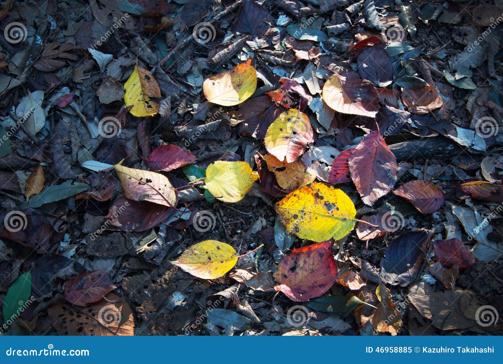 Dead Leaves stock image. Image of withered, season, dead - 46958885