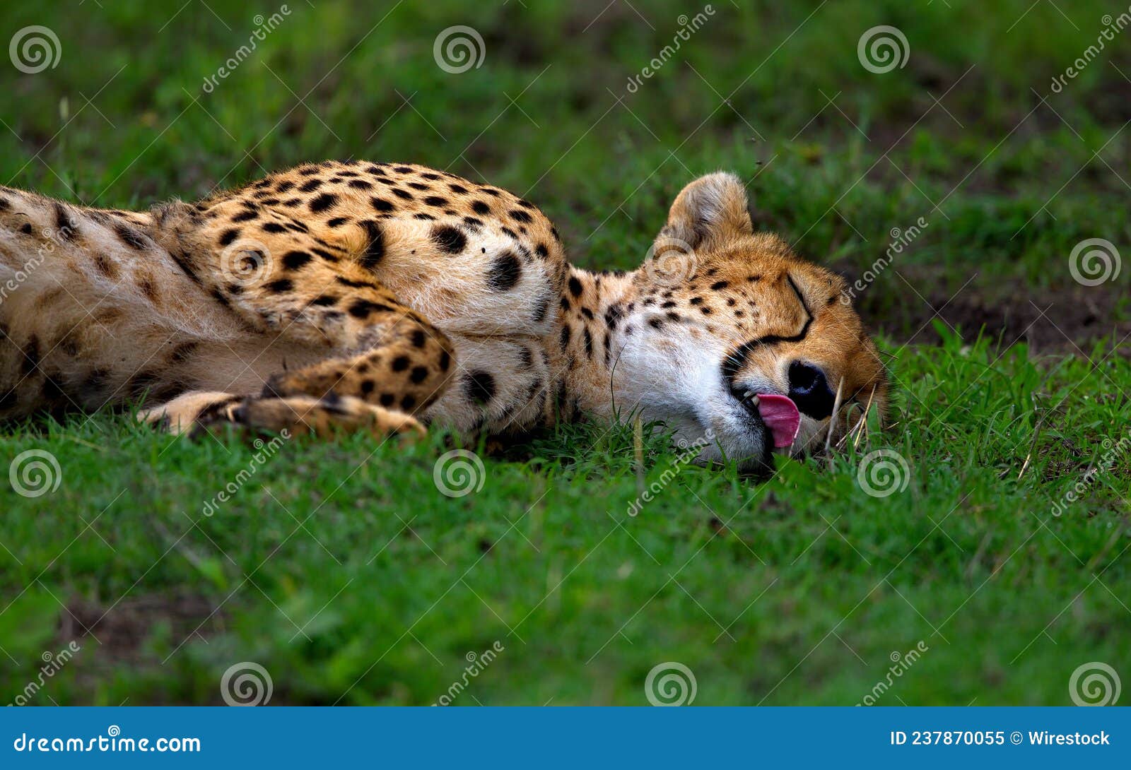 Dead Leopard on the Grass in Tanzania Stock Image - Image of animals ...