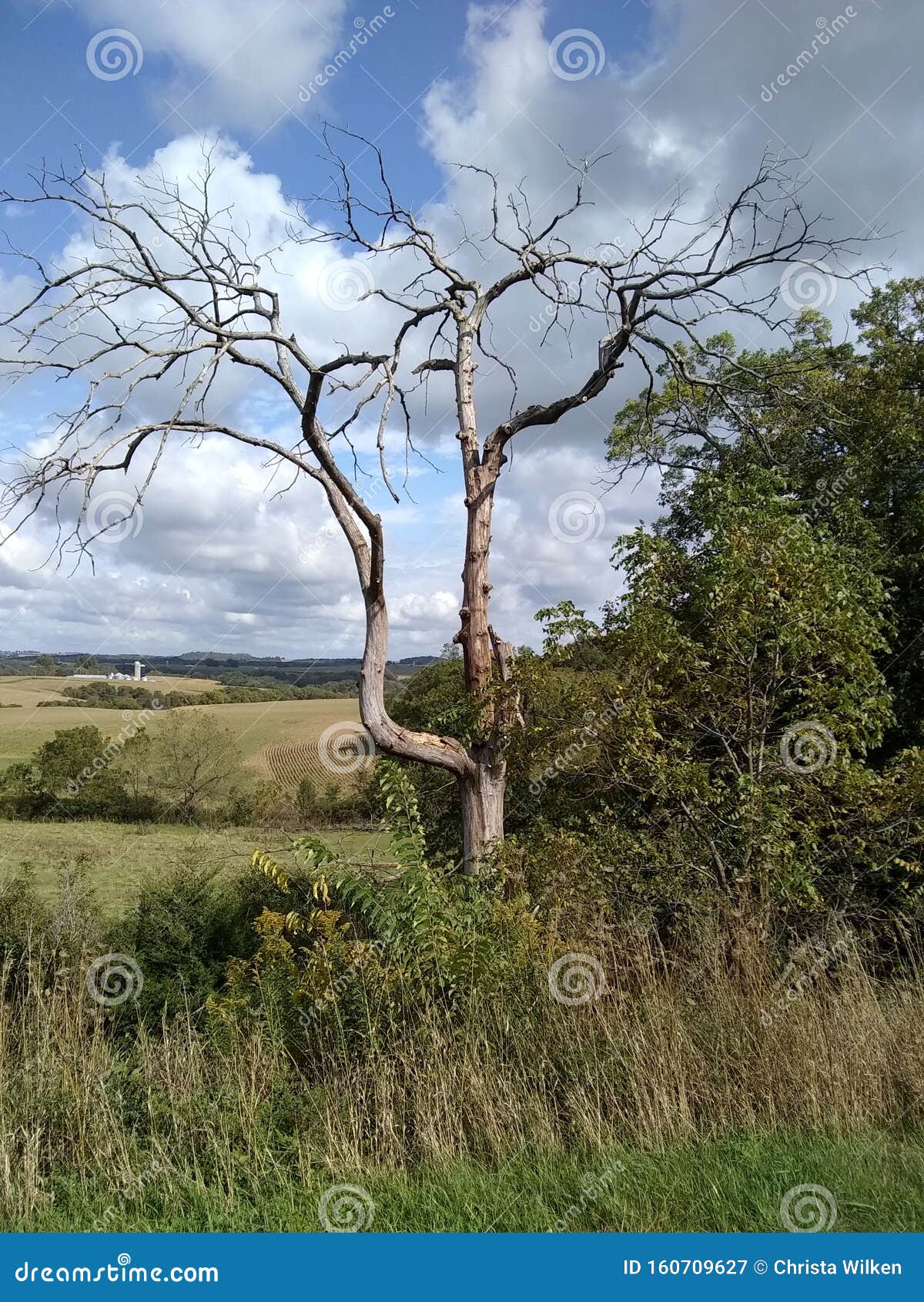 Dead Lightning Stricken Tree Stock Image - Image of stricken, nature ...
