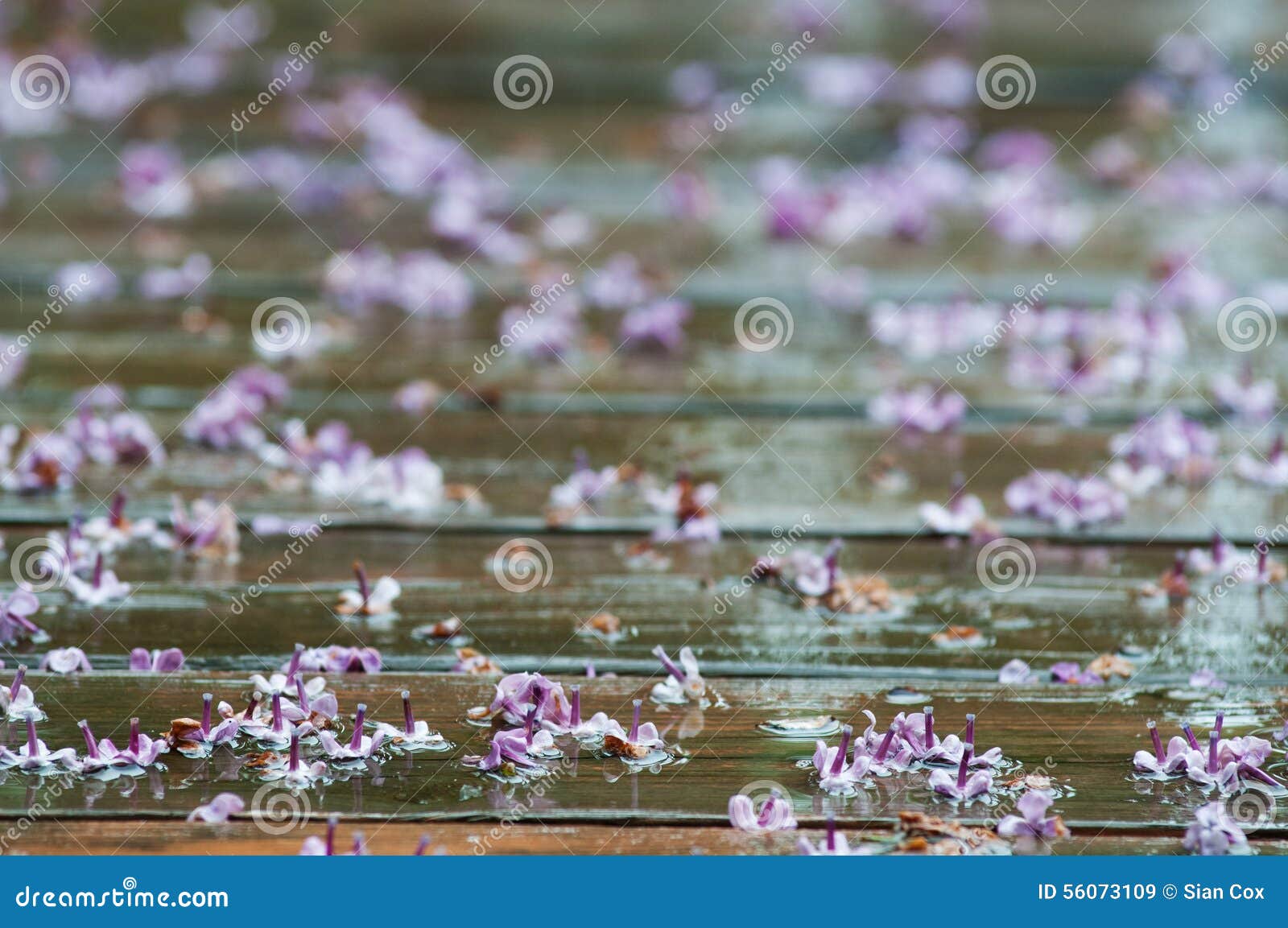Dead lilac in the rain stock image. Image of dying, lilac - 56073109