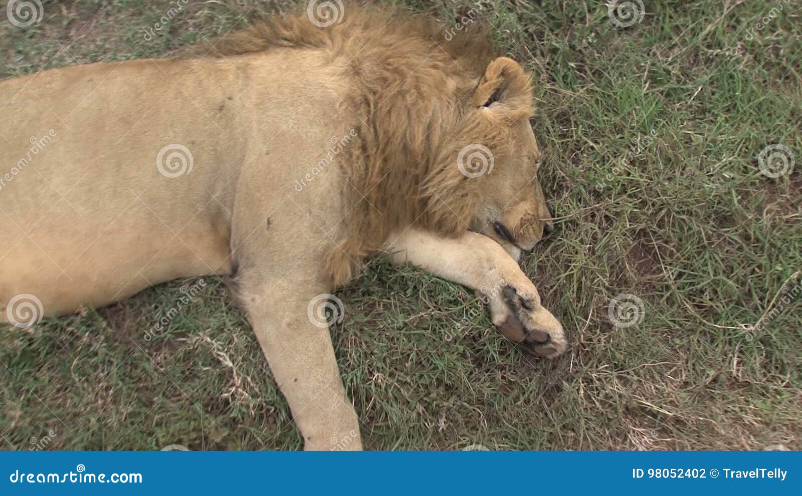 Dead Lion on the savanna stock footage. Video of tired - 98052402