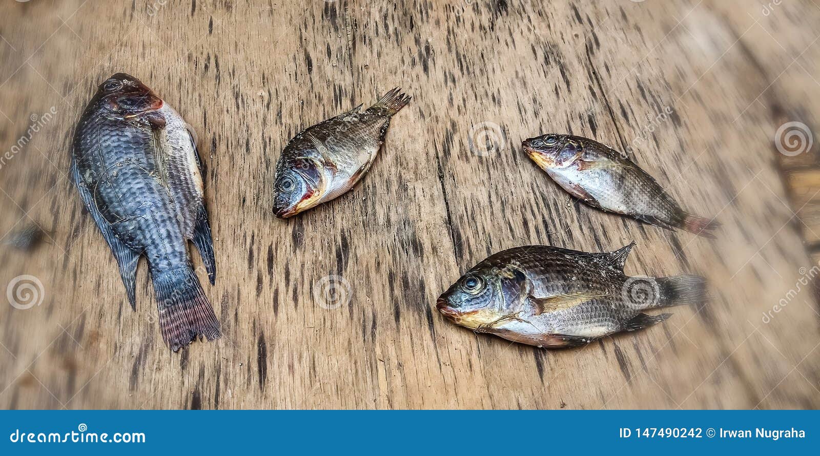 Dead little fish stock photo. Image of fish, black, small - 147490242