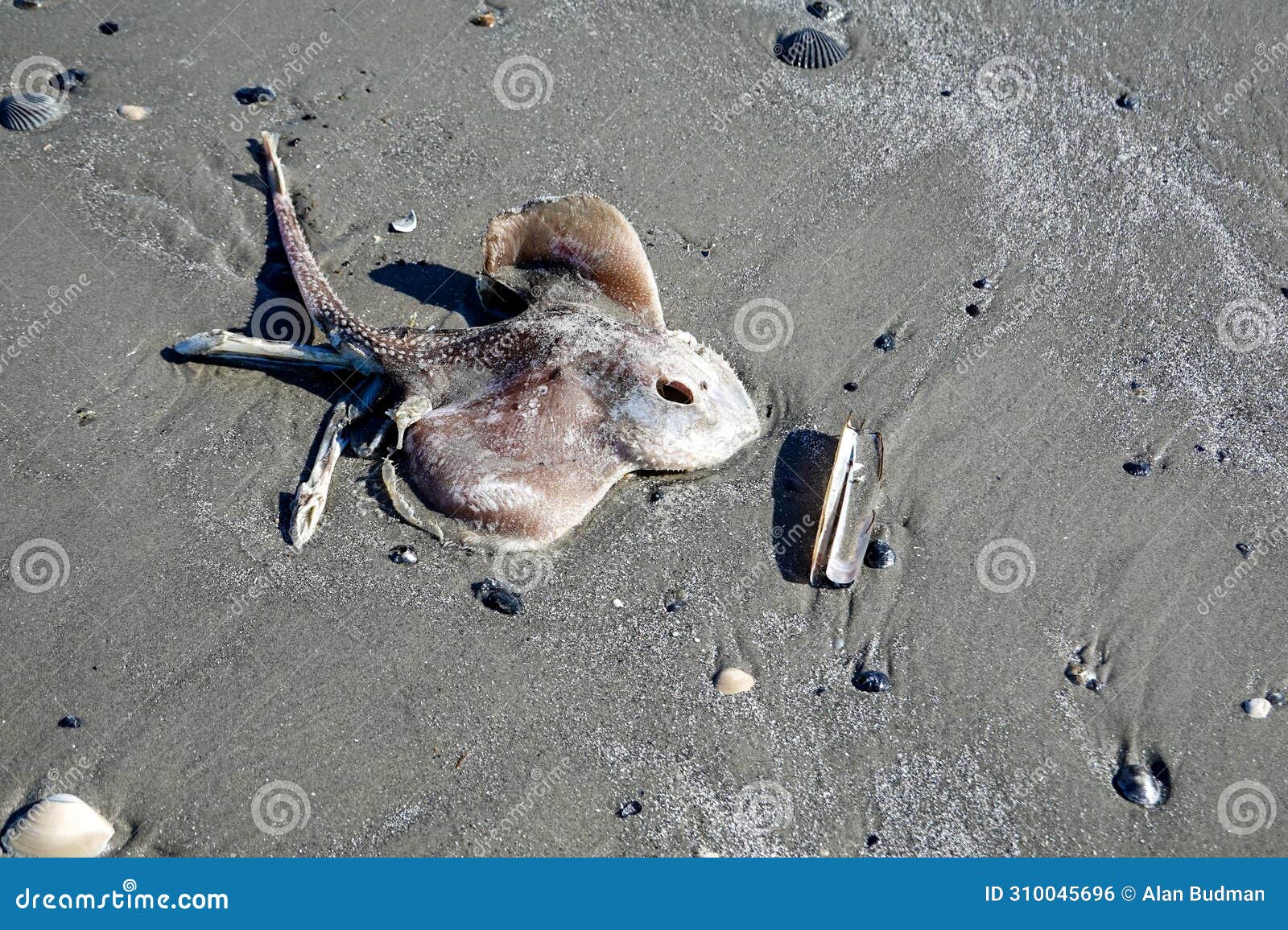 Dead Little Skate Fish Washed Up on a Wet Sandy Beach Stock Photo ...