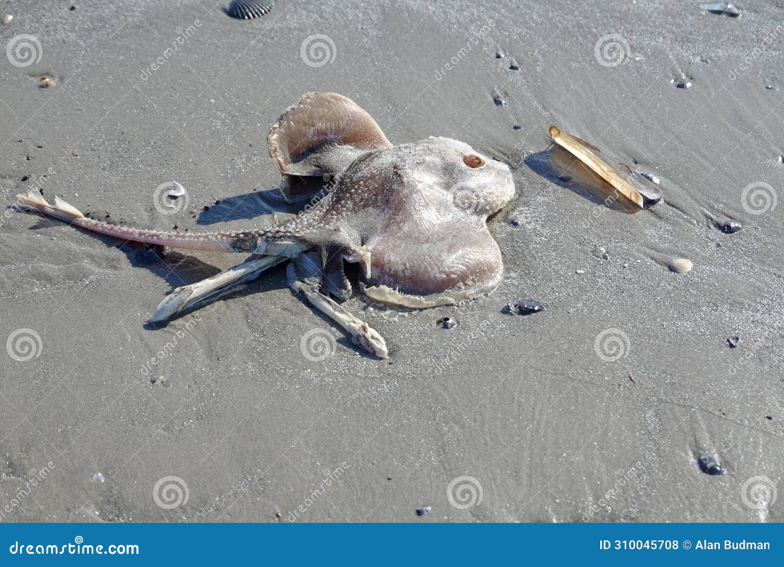 Dead Little Skate Fish Washed Up on a Wet Sandy Beach Stock Photo ...
