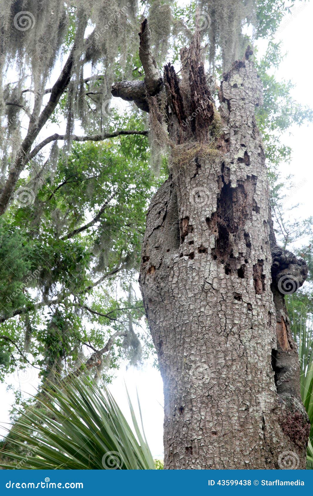 Dead Live Oak stock photo. Image of spanish, loneliness - 43599438