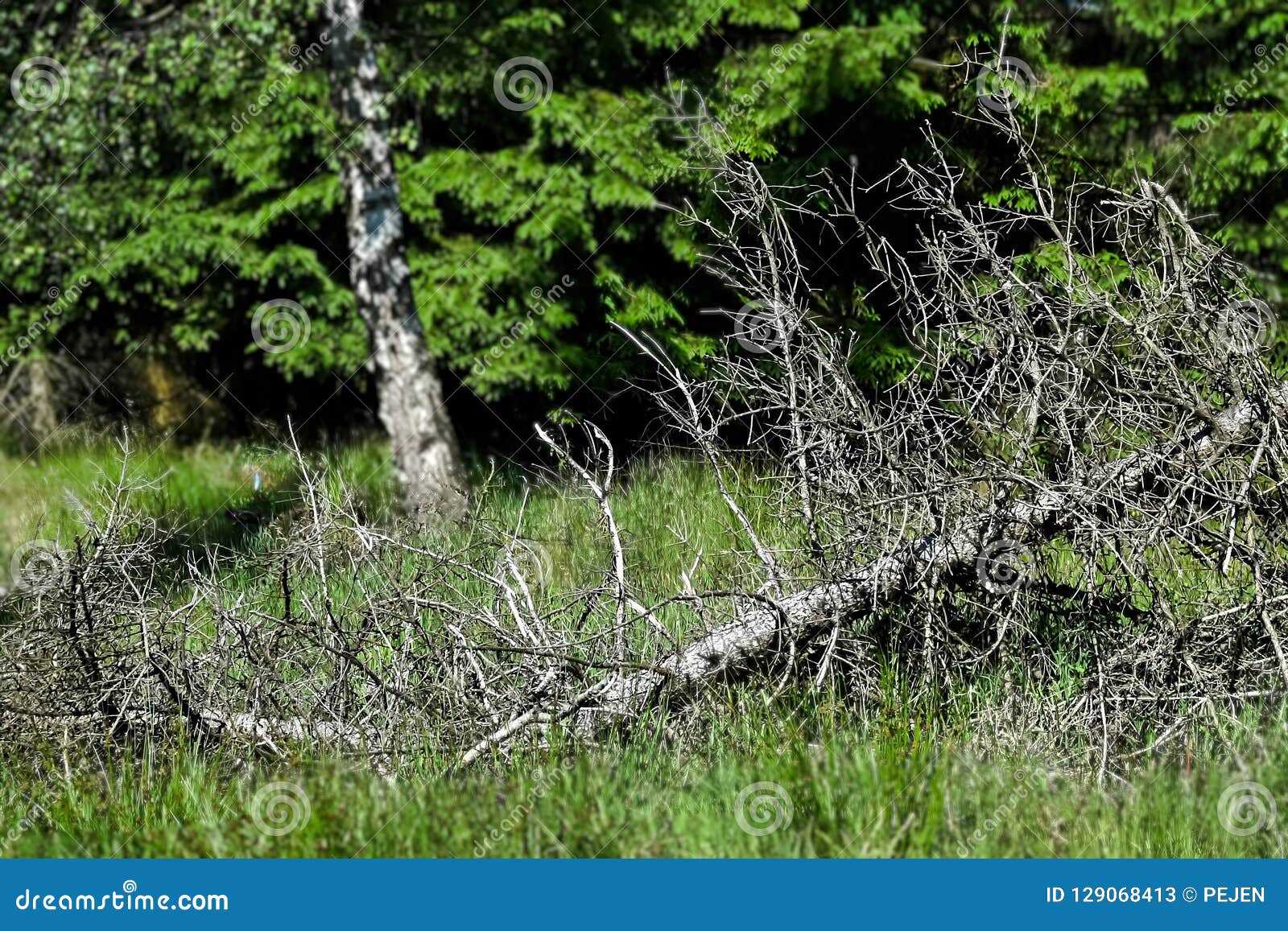 Dead and live tree stock image. Image of dead, background - 129068413