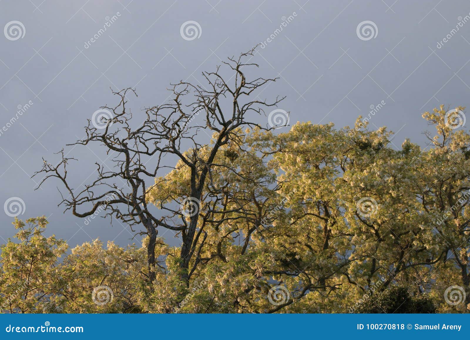 Dead and living tree stock photo. Image of europe, forester - 100270818