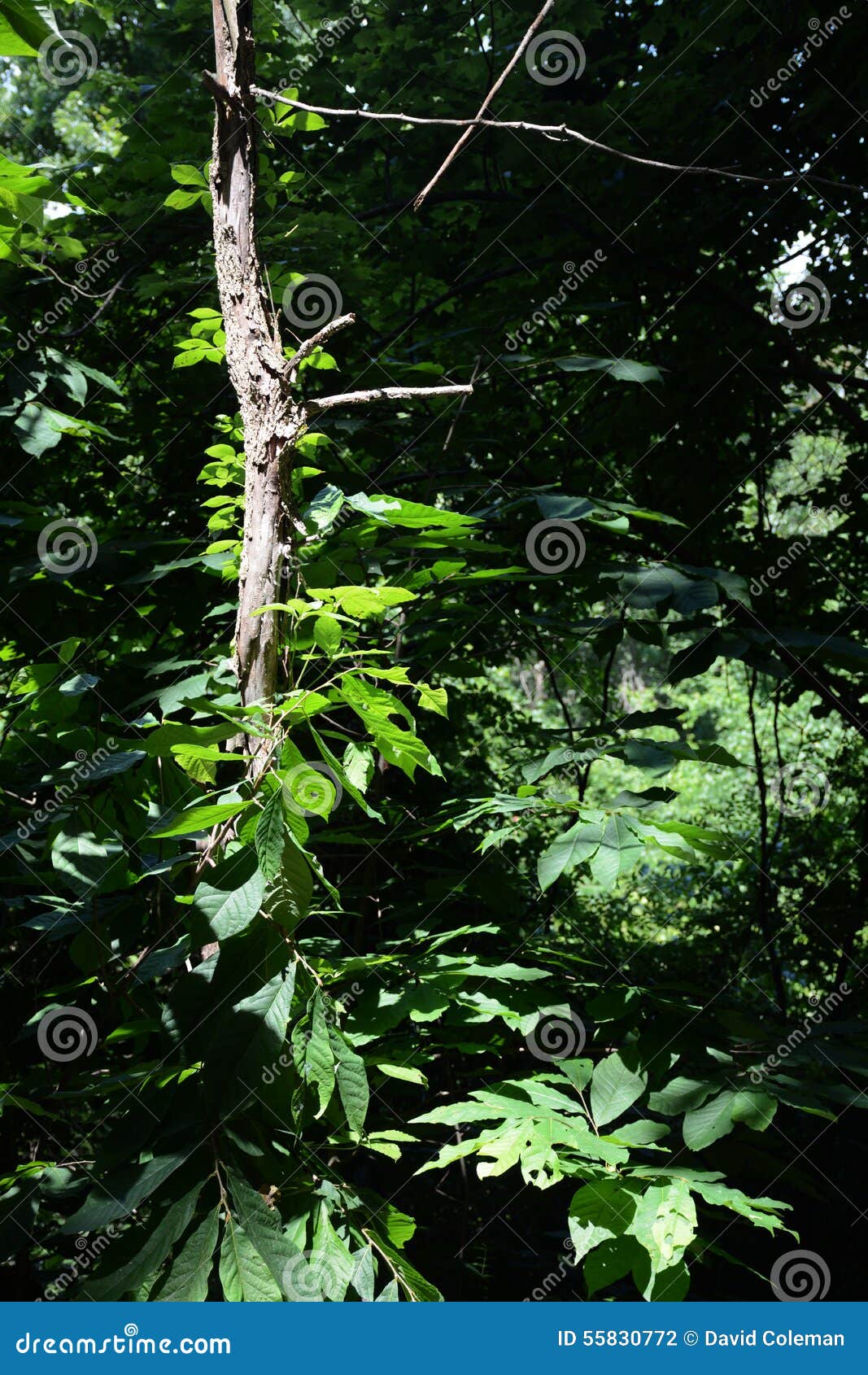 Dead among the living stock photo. Image of living, vines - 55830772
