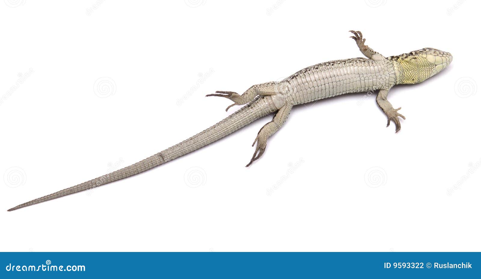 Dead lizard stock photo. Image of crawler, wild, tail - 9593322