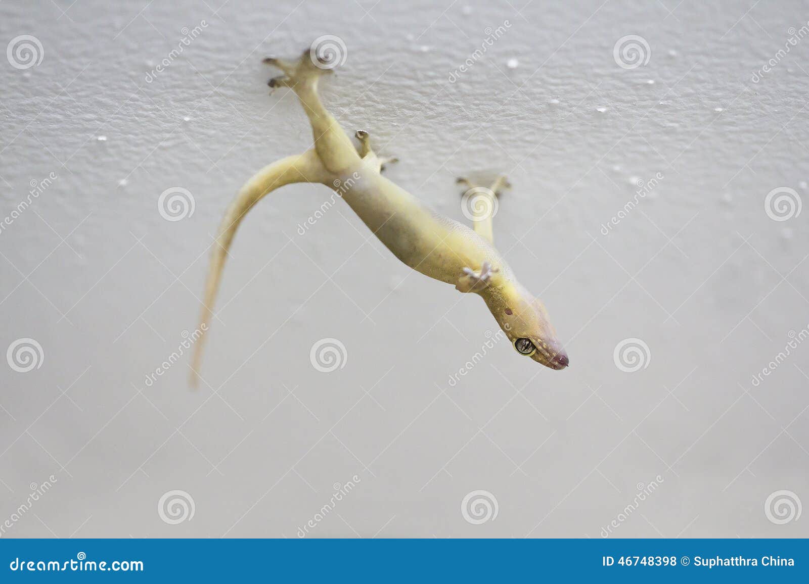 Dead lizard stock photo. Image of gecko, domestic, wildlife - 46748398