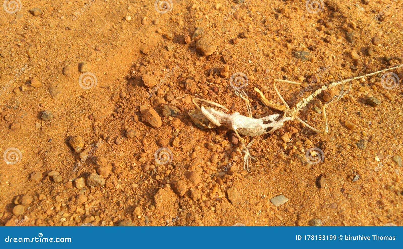 Dead Lizard on desert stock image. Image of dead, corona - 178133199