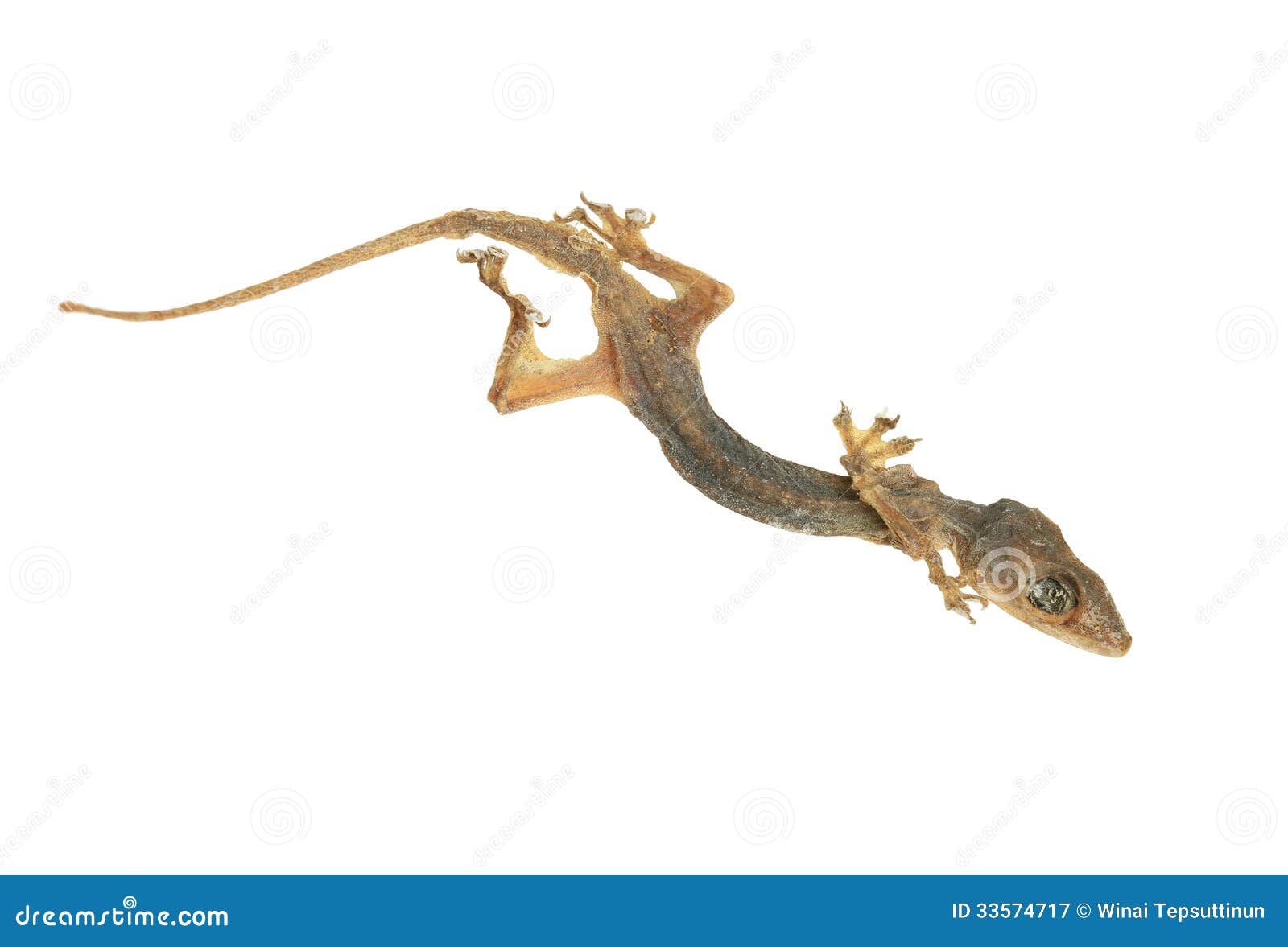 Dead lizard stock image. Image of reptilian, reptile - 33574717