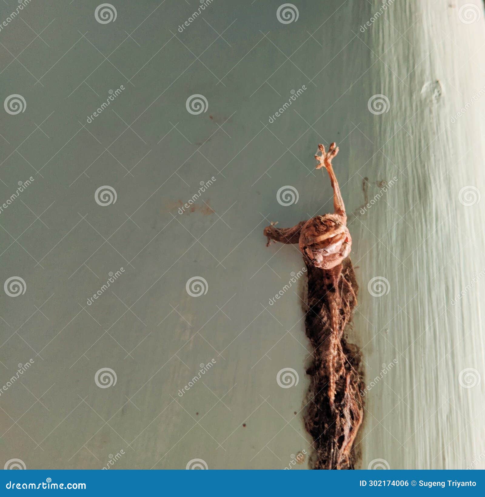 A Dead Lizard Stuck On The Ceiling Royalty-Free Stock Photo ...