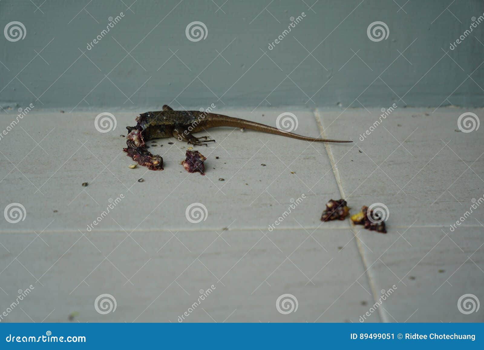 A Dead Lizard on the Floor. Stock Image - Image of headless, nature ...
