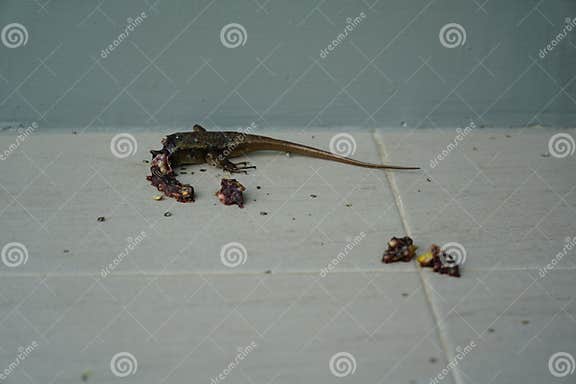 A Dead Lizard on the Floor. Stock Image - Image of headless, nature ...