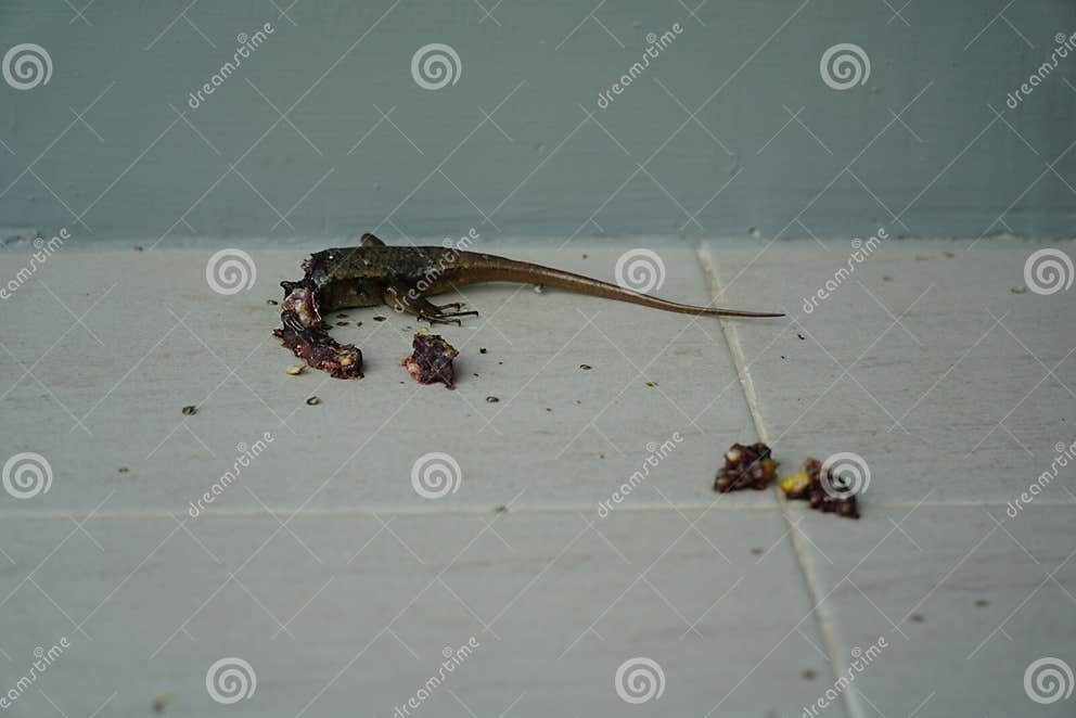 A Dead Lizard on the Floor. Stock Image - Image of headless, nature ...