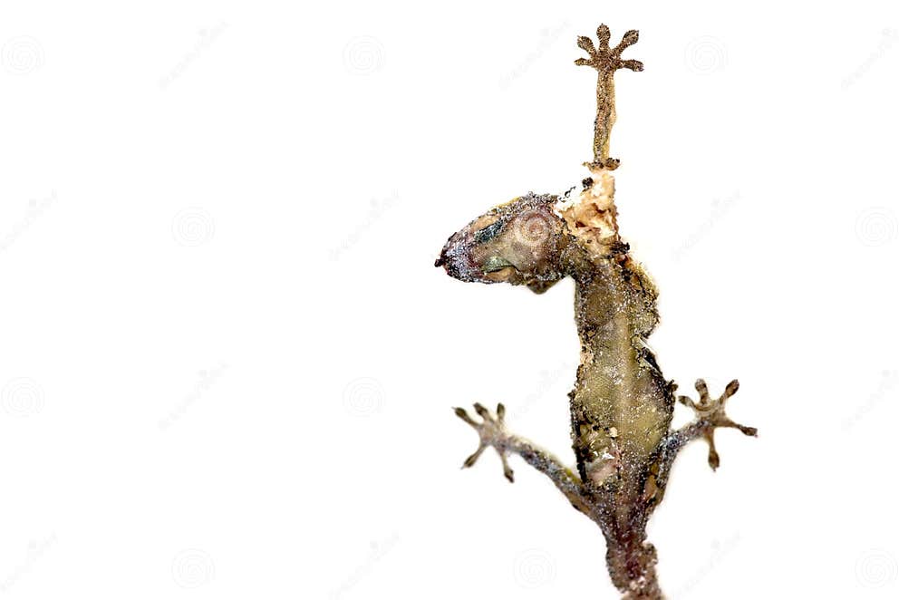 Dead lizard stock image. Image of fish, deceased, closeup - 96301311