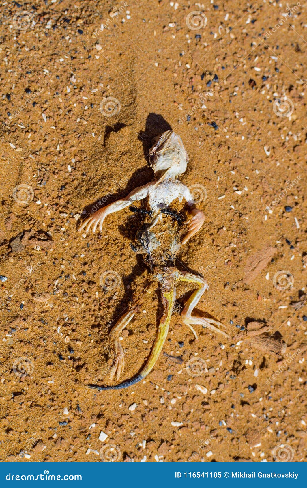 A Dead Lizard Stuck On The Ceiling Royalty-Free Stock Photo ...