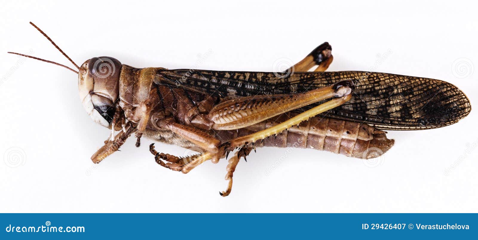 Dead locust stock image. Image of dead, wildlife, natural - 29426407