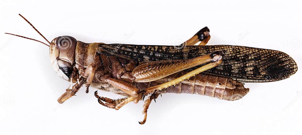 Dead locust stock image. Image of dead, wildlife, natural - 29426407