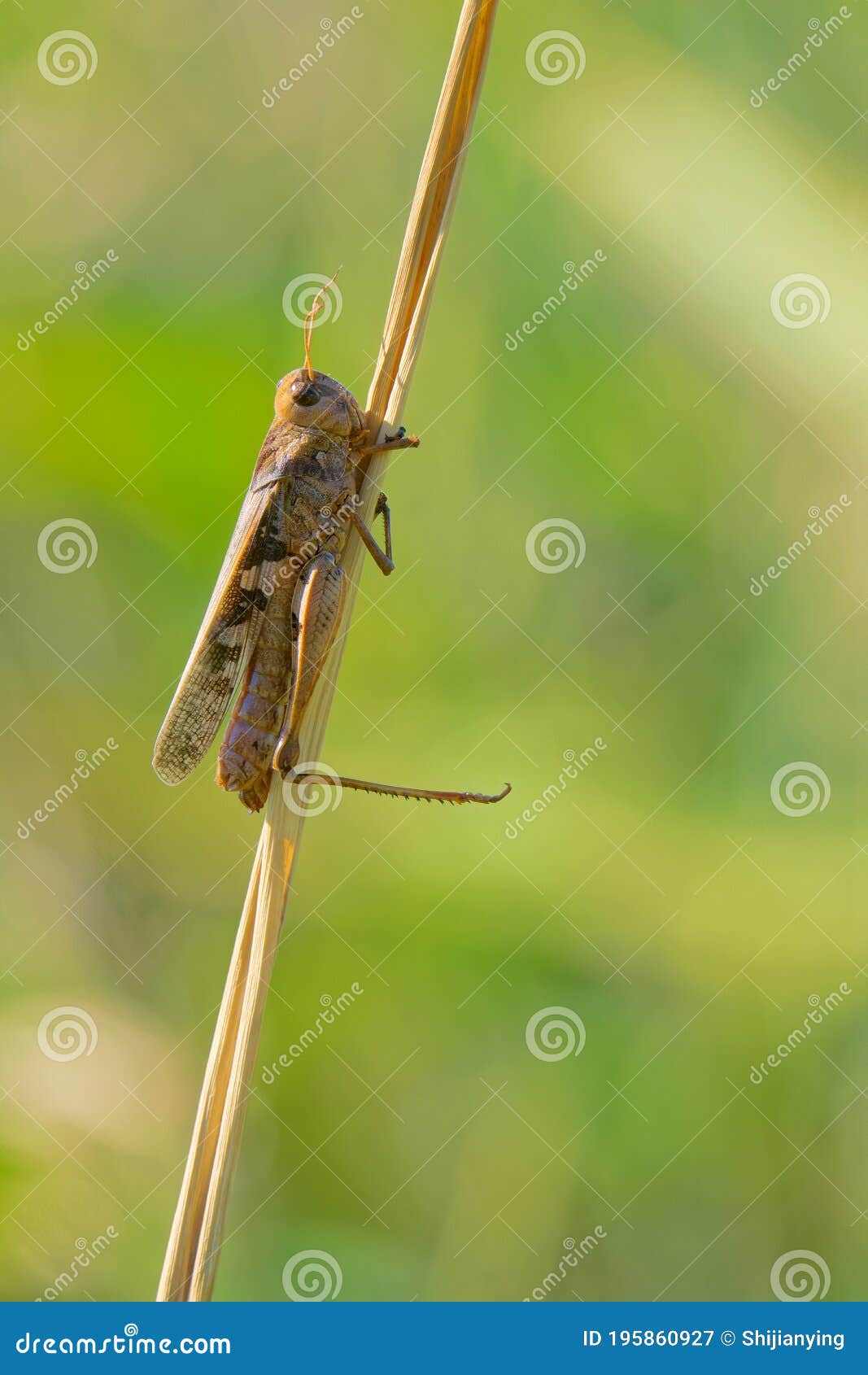 Dead locust stock image. Image of death, close, animal - 195860927