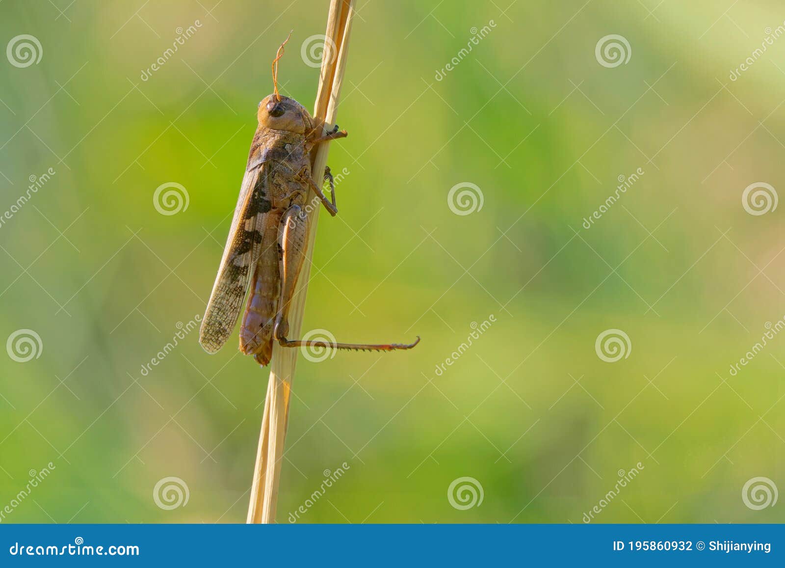 Dead locust stock photo. Image of stem, wild, insect - 195860932