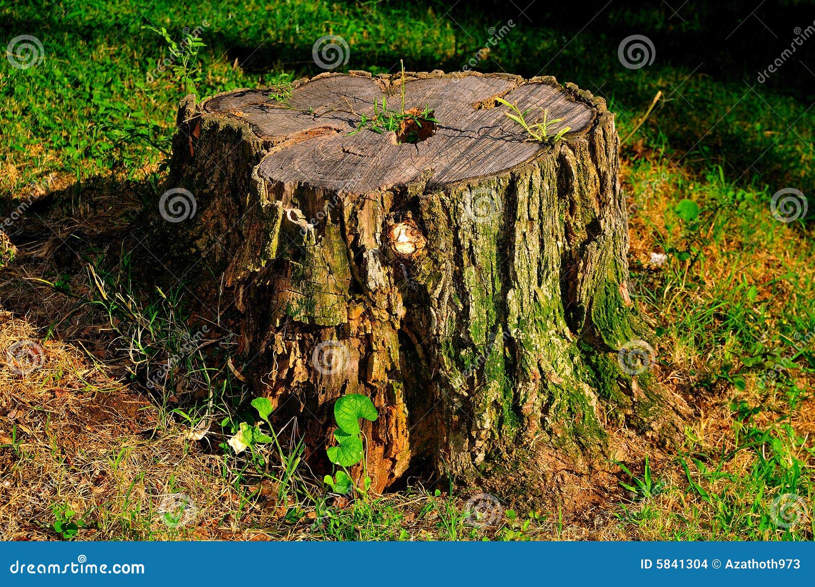 Dead Log stock photo. Image of color, brown, grass, detail - 5841304