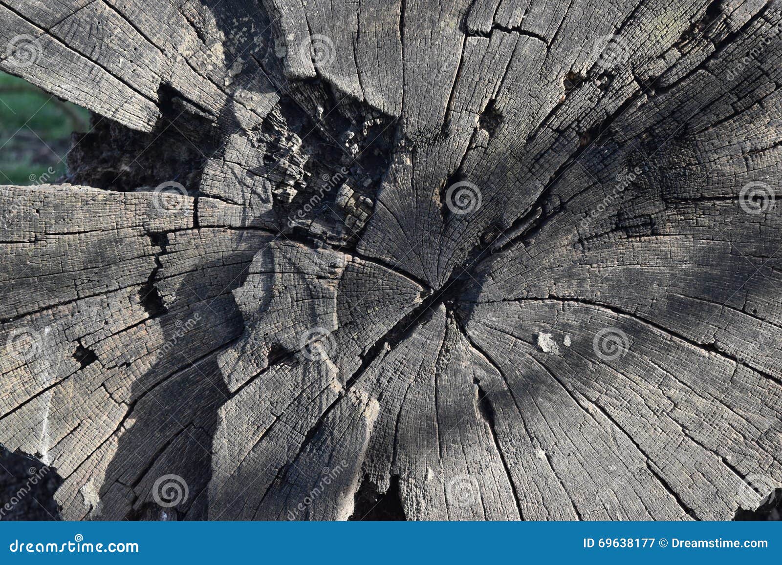 Dead log stock image. Image of landscape, nature, ring - 69638177