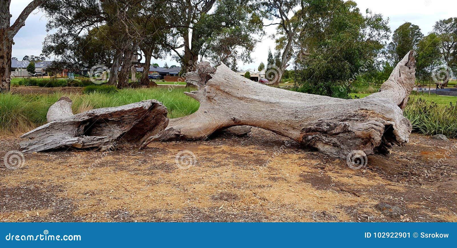 Dead log stock image. Image of huge, closeup, park, nature - 102922901