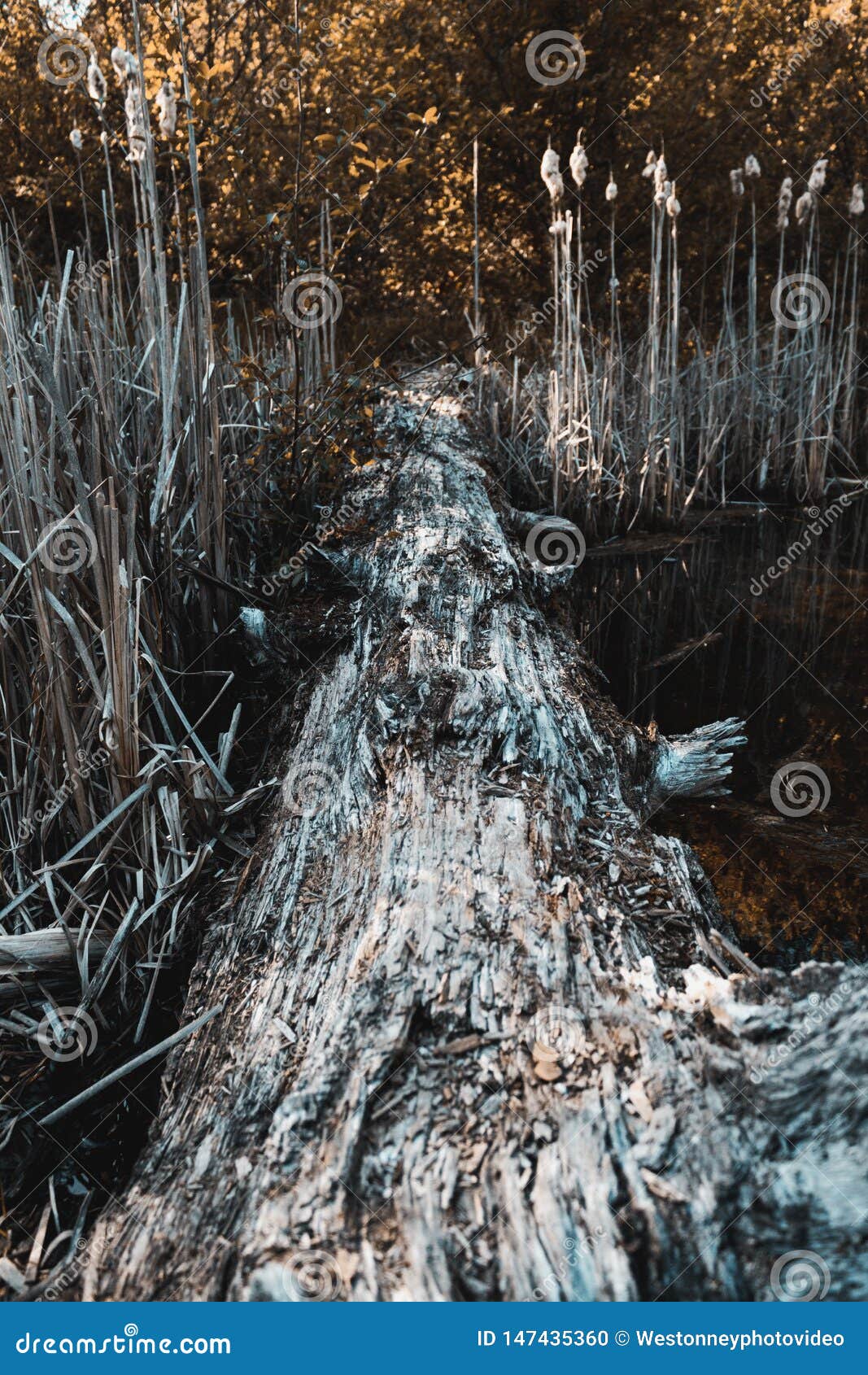 Dead log in the swamp stock photo. Image of nature, swamp - 147435360