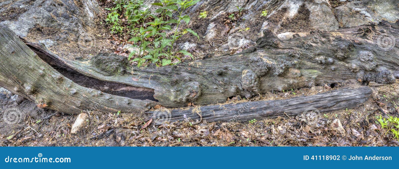Dead log tree stock photo. Image of central, plants, park - 41118902