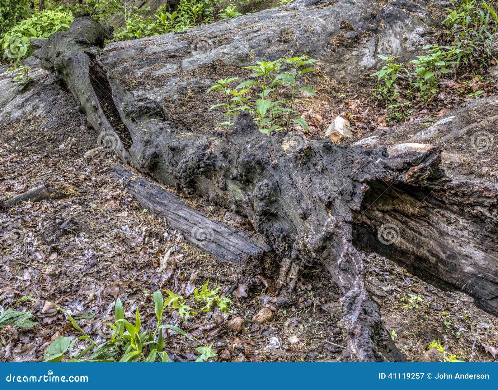 Dead log tree stock image. Image of plants, trees, park - 41119257