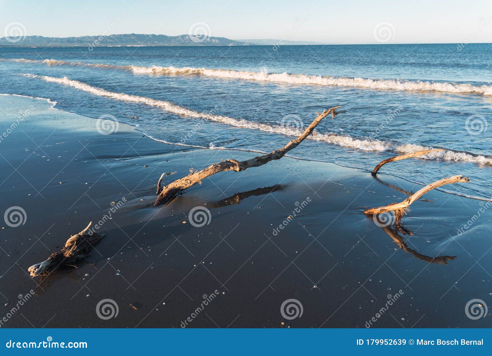 Dead Logs Stuck in the Sand on a Beach Stock Image - Image of reaching ...