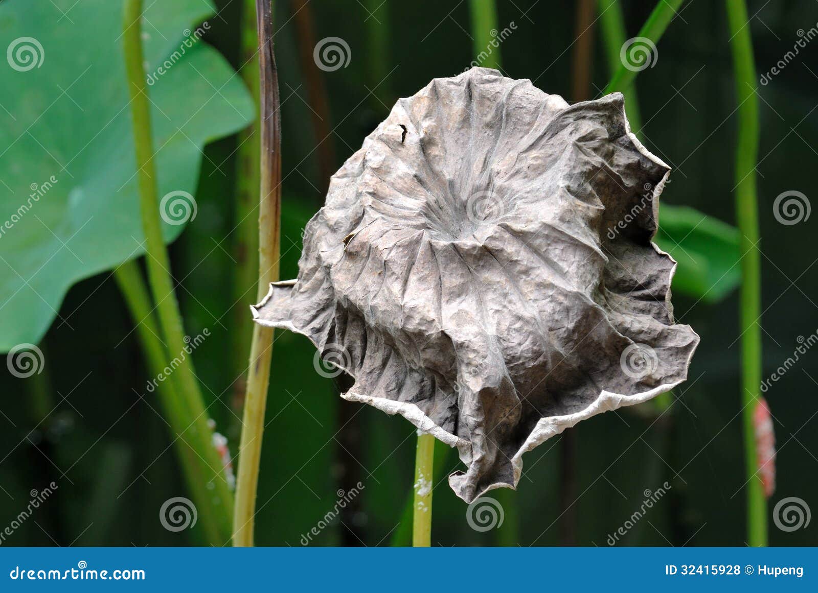 Dead lotus leaves stock photo. Image of drying, closeup - 32415928