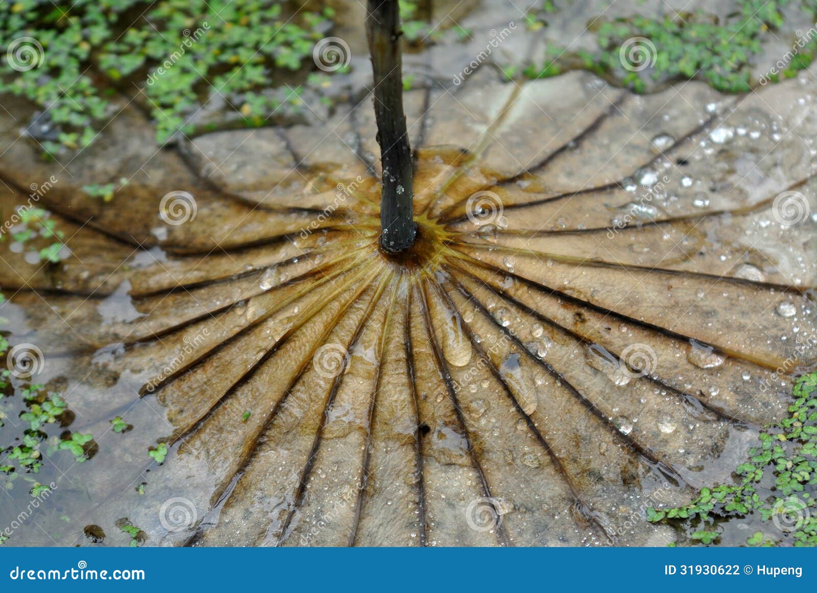Dead lotus leaves stock photo. Image of brown, drop, lake - 31930622