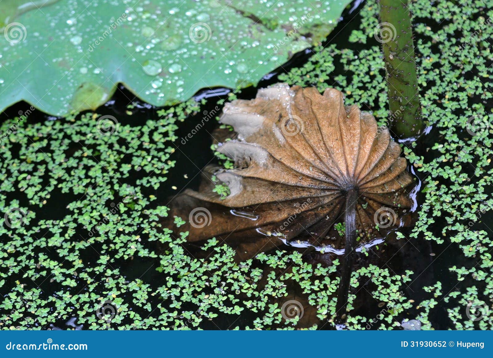 Dead lotus leaves stock photo. Image of damaged, flora - 31930652