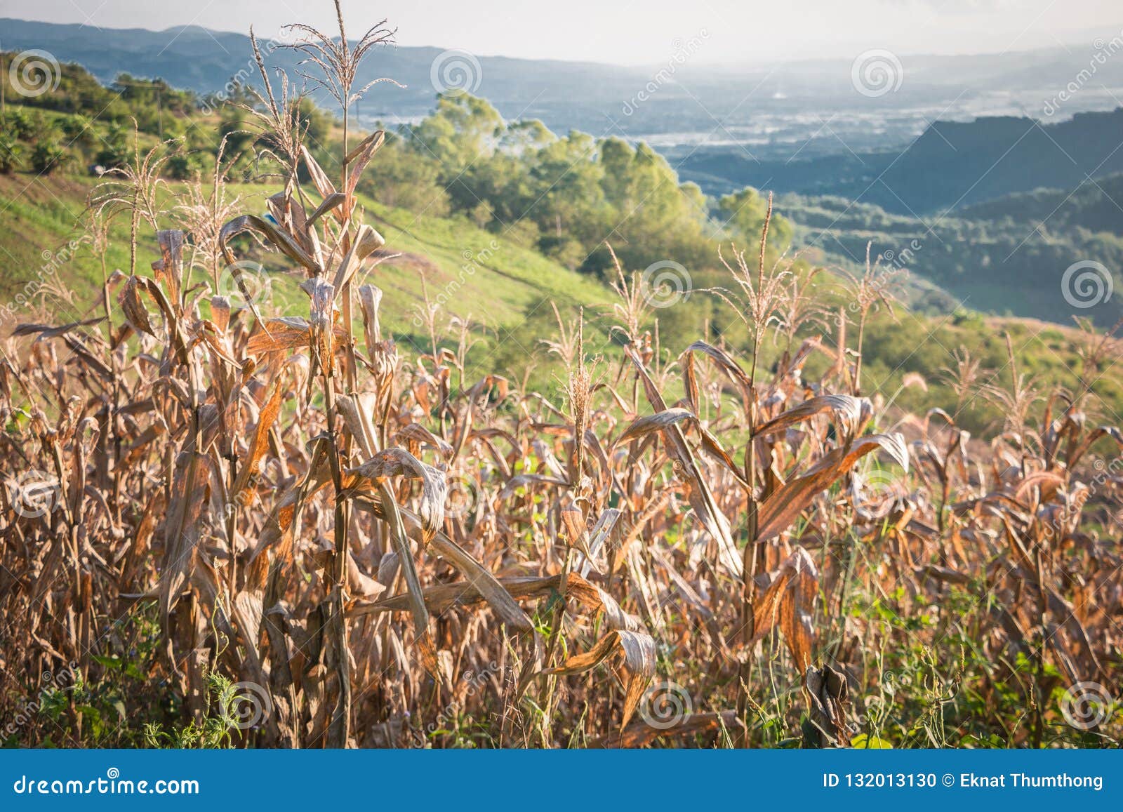Dead maize stock photo. Image of disease, aspergillus - 132013130