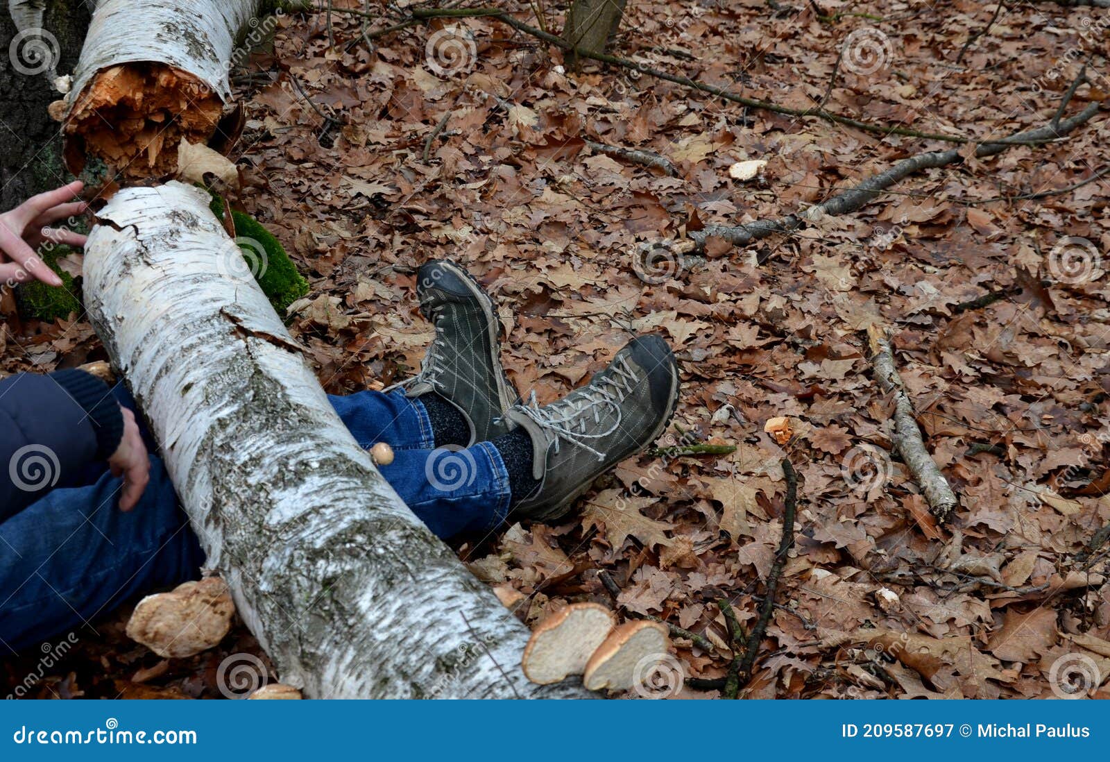 Dead Man Covered with a Tree. the Tree Turned Upside Down and Injured ...
