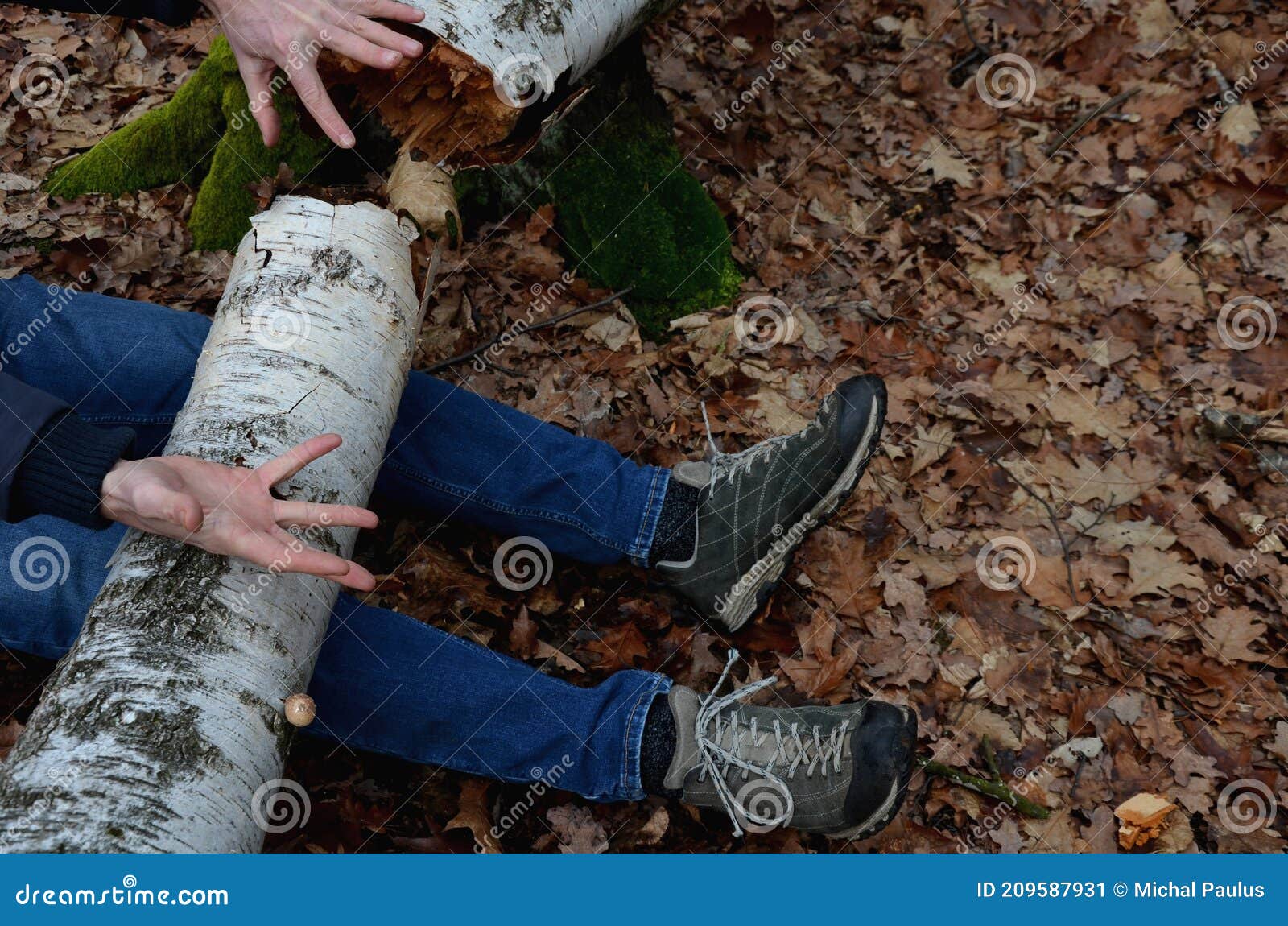 Dead Man Covered with a Tree. the Tree Turned Upside Down and Injured ...