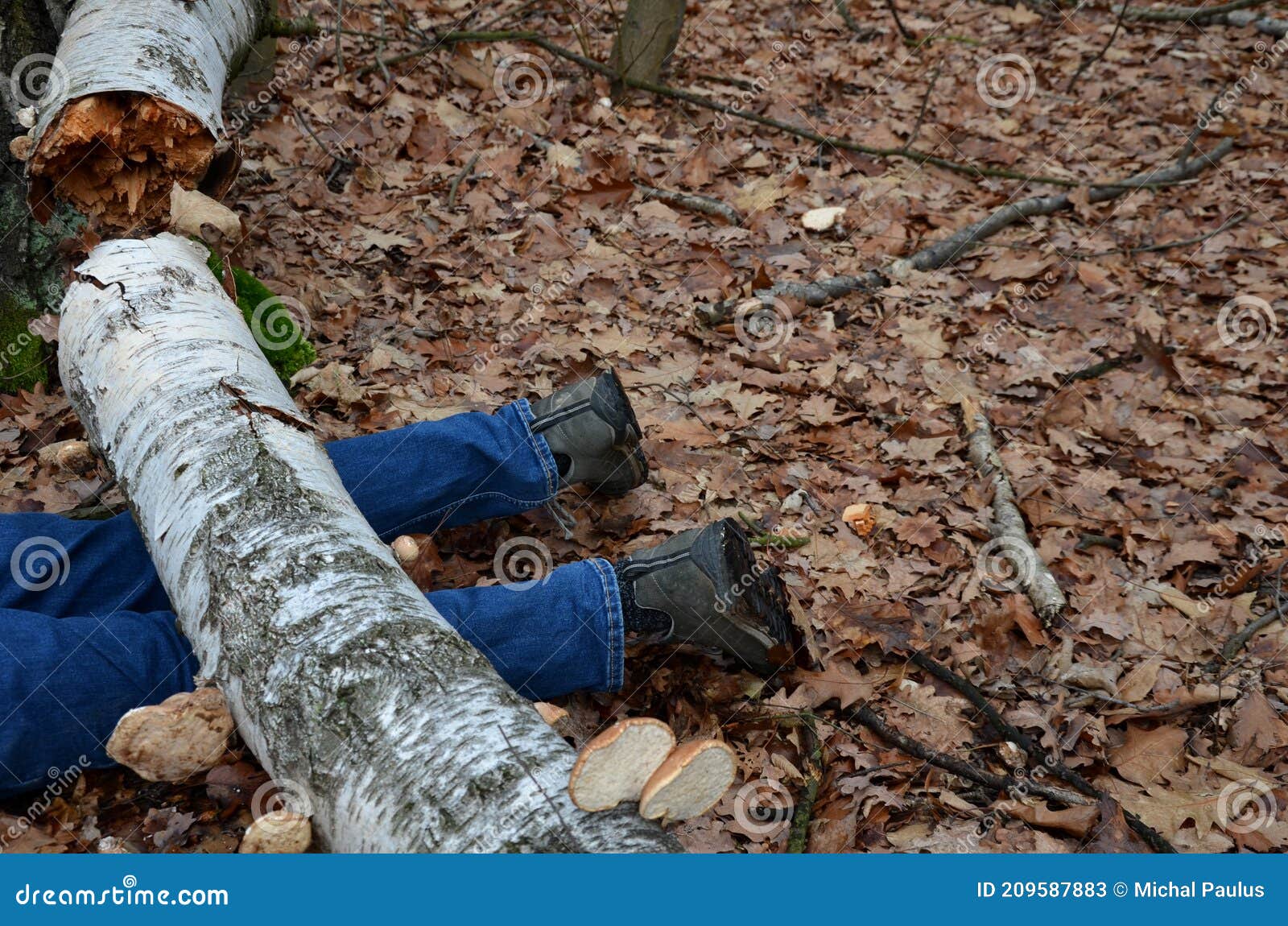 Dead Man Covered with a Tree. the Tree Turned Upside Down and Injured ...