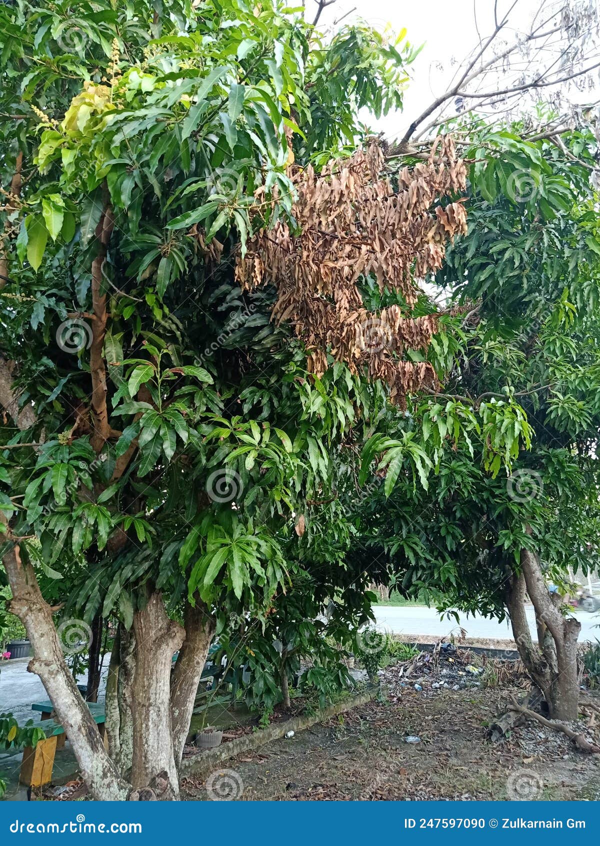 Dead mango leaves stock photo. Image of vegetation, jungle - 247597090