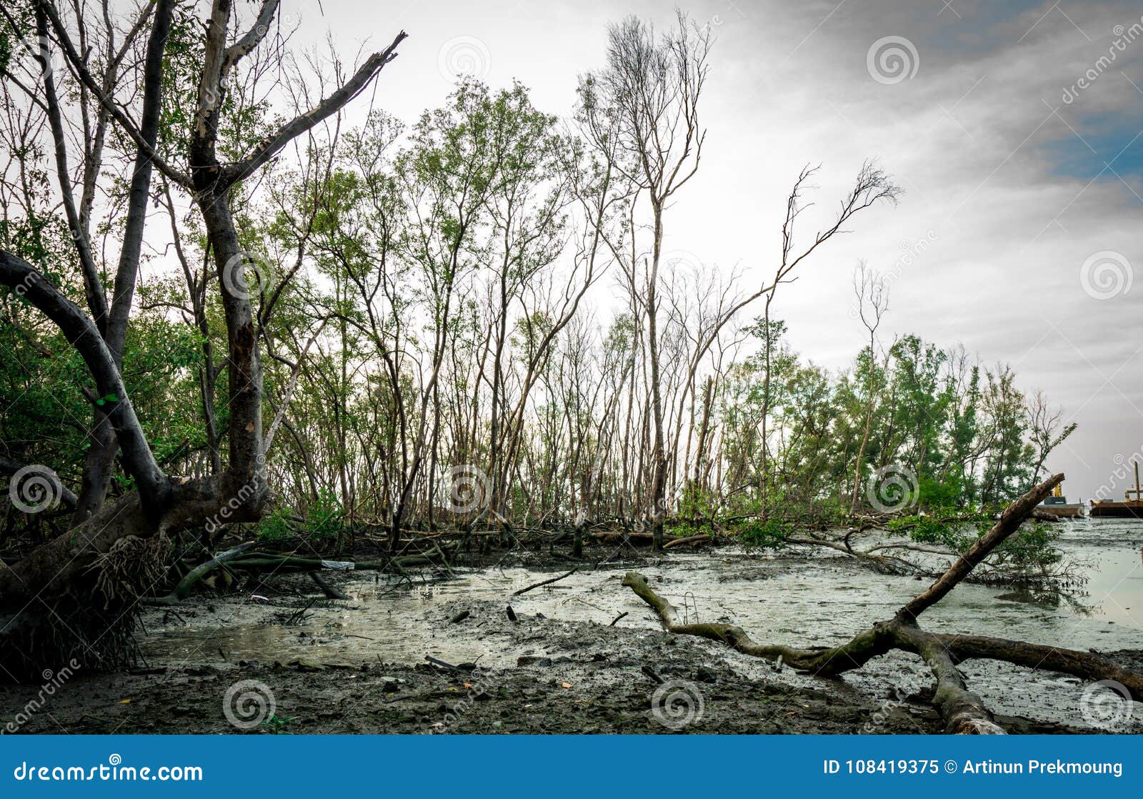 Dead Mangrove Tree Lying on the Mud at Mangrove Forest with Whit Stock ...