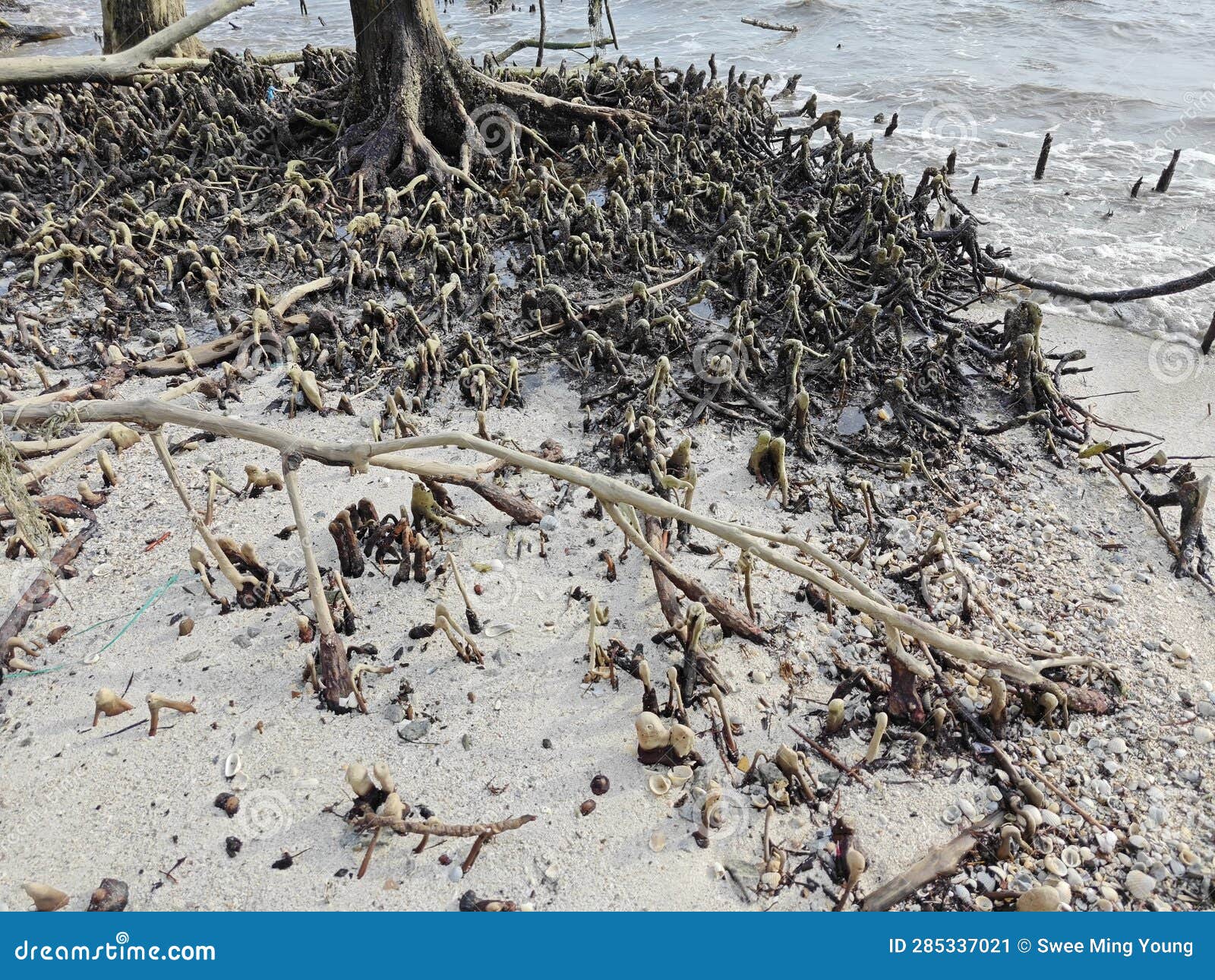 Dead Mangrove Tree with Sprouting Roots by the Beach Stock Image ...