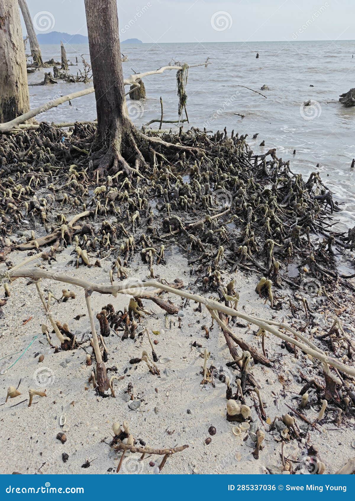 Dead Mangrove Tree with Sprouting Roots by the Beach Stock Photo ...