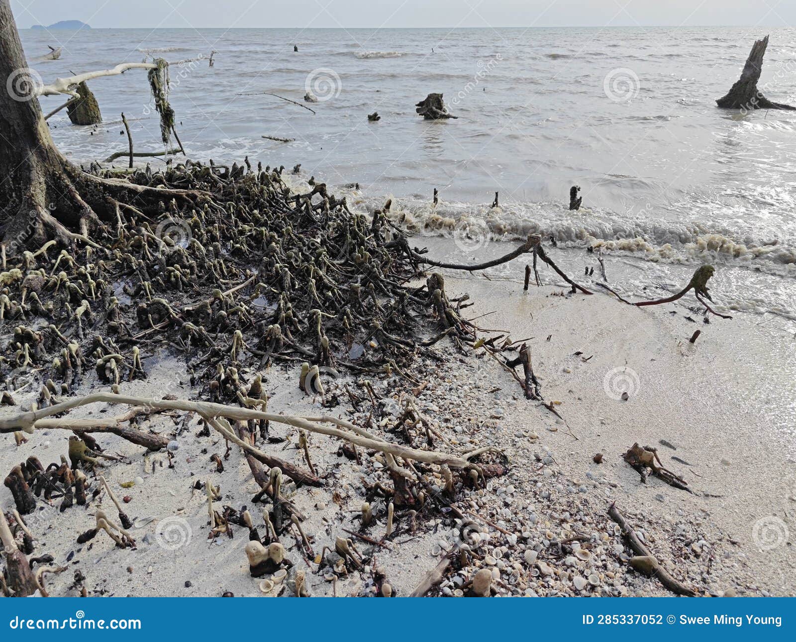 Dead Mangrove Tree with Sprouting Roots by the Beach Stock Photo ...