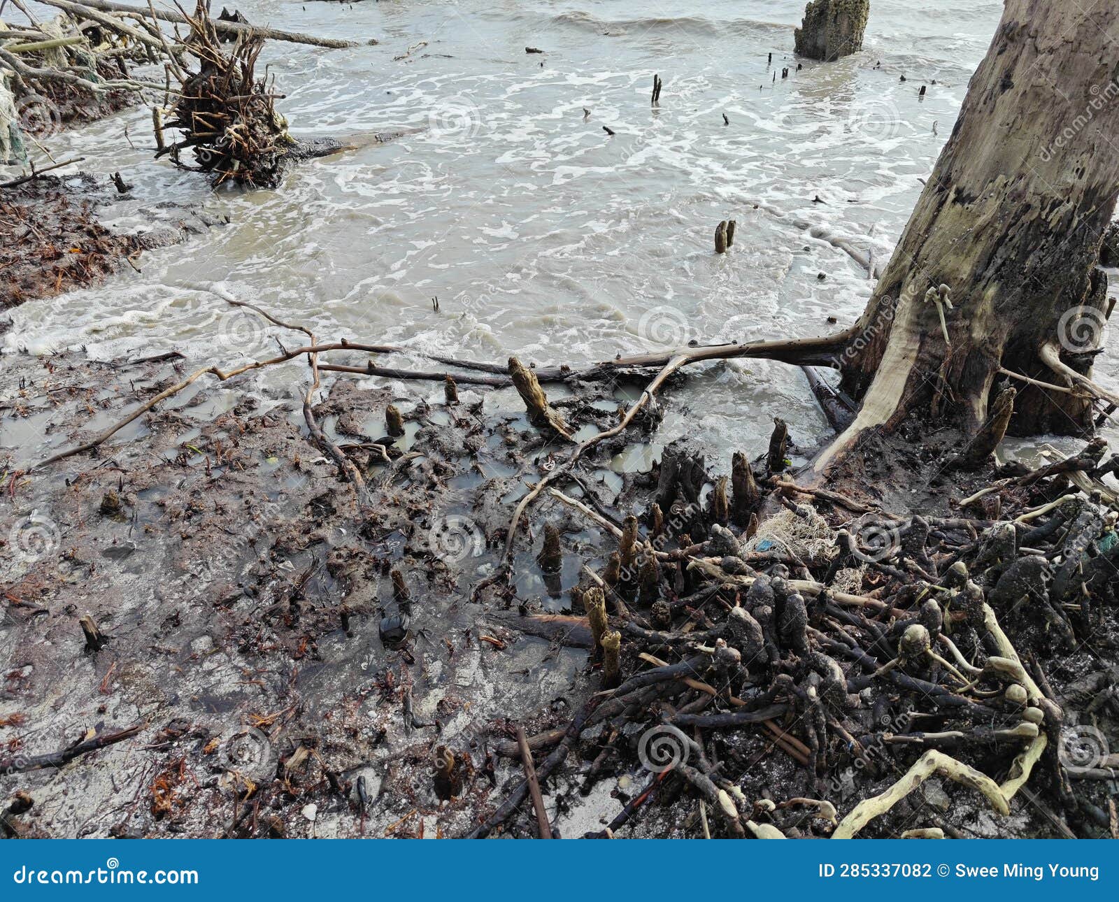 Dead Mangrove Tree with Sprouting Roots by the Beach Stock Photo ...