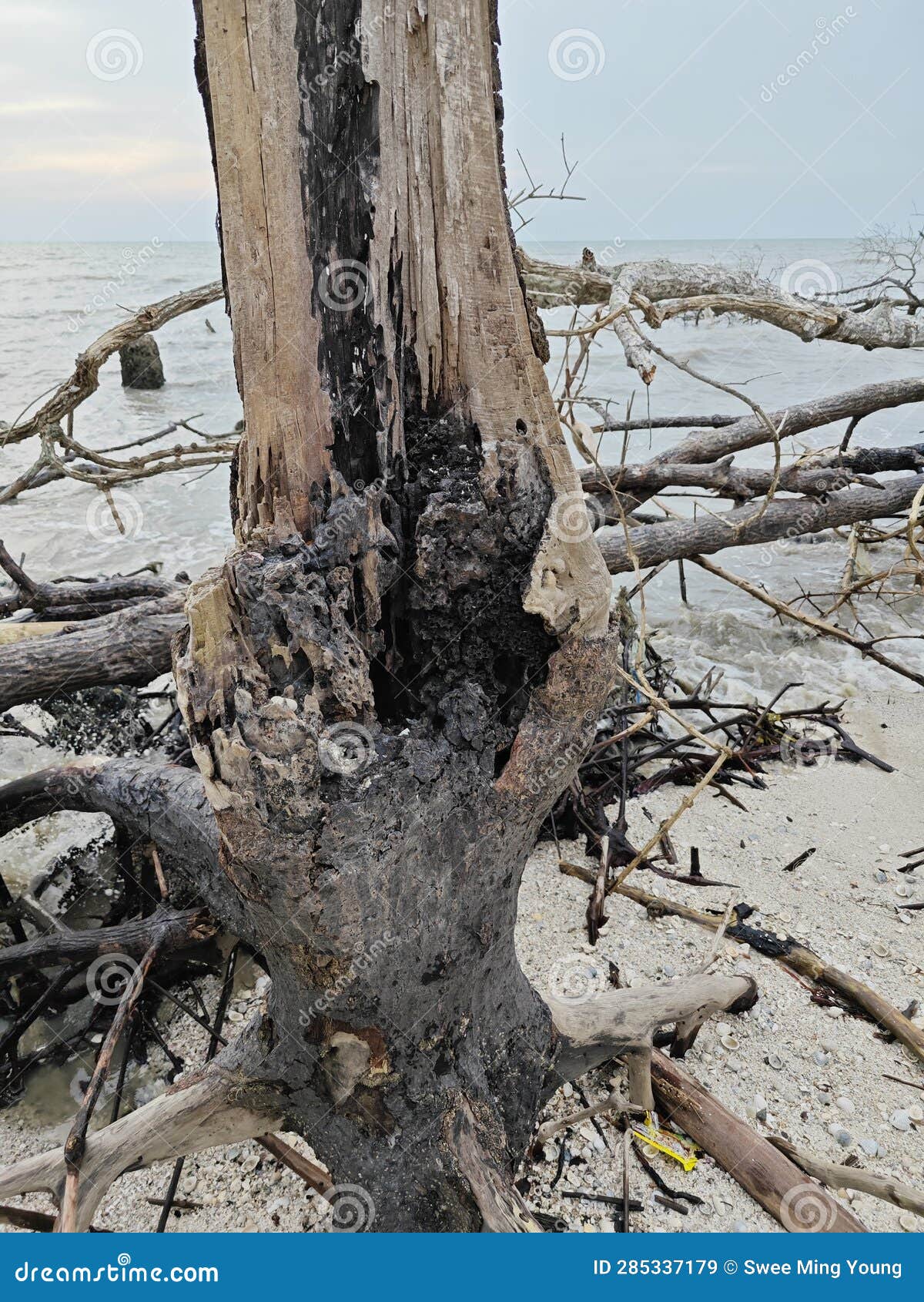 Dead Mangrove Tree with Sprouting Roots by the Beach Stock Image ...