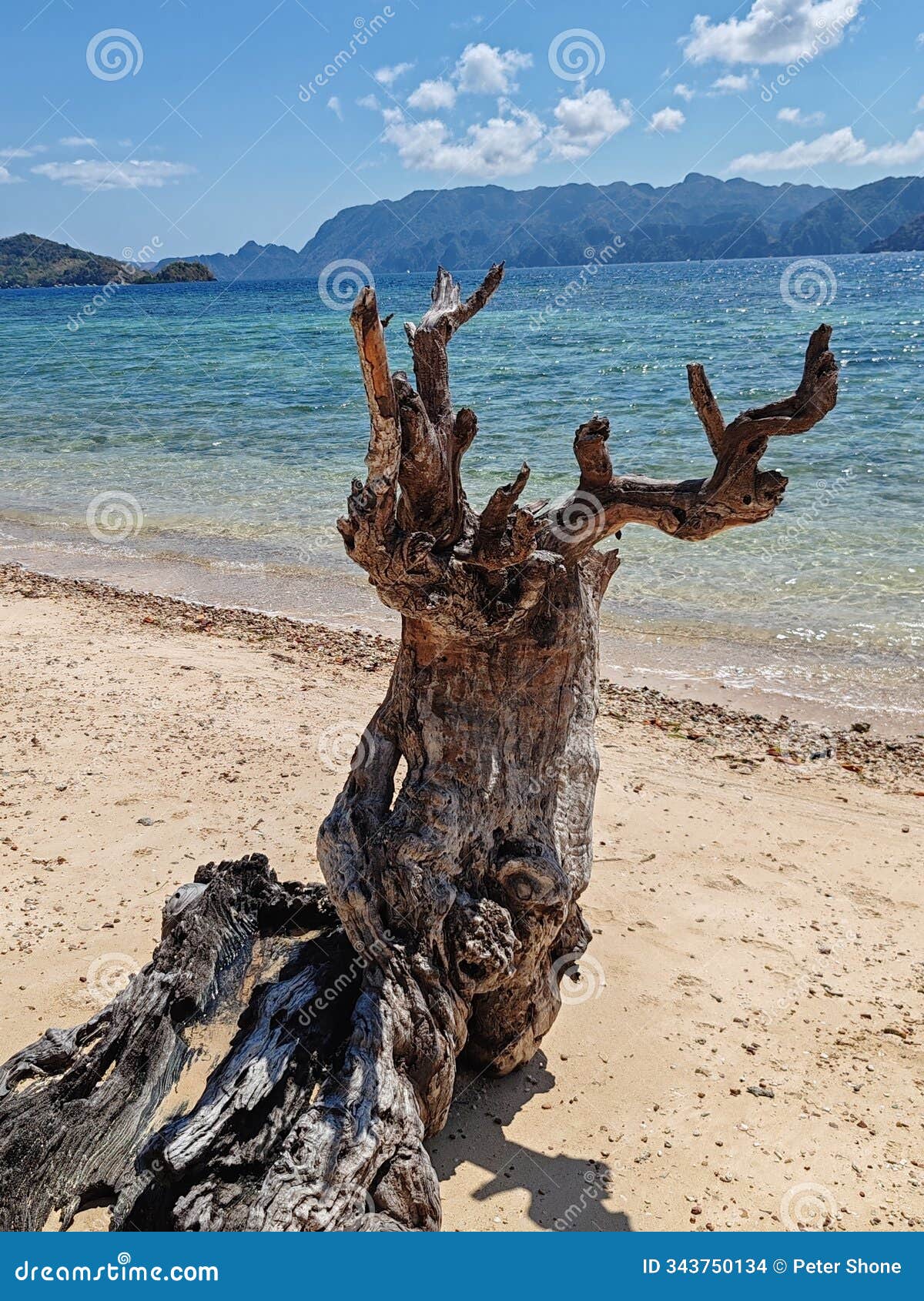 Dead Mangrove Tree Lying On The Mud At Mangrove Forest With Whit ...