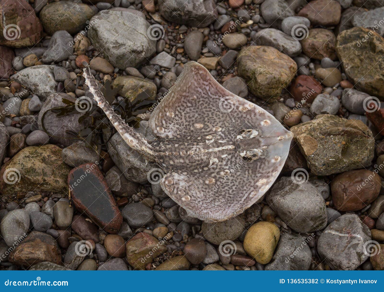 Manta Ray on the Beach, Weston Super Mare Stock Photo - Image of ocean ...